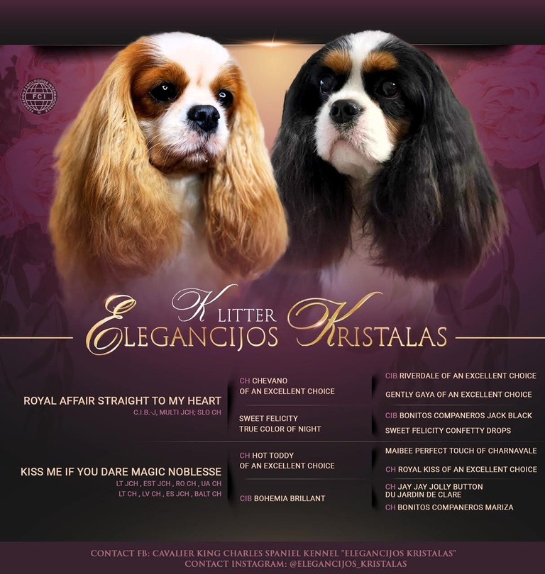Parduodami maži šuniukai Kavalieriaus Karaliaus Karolio spanielis ...