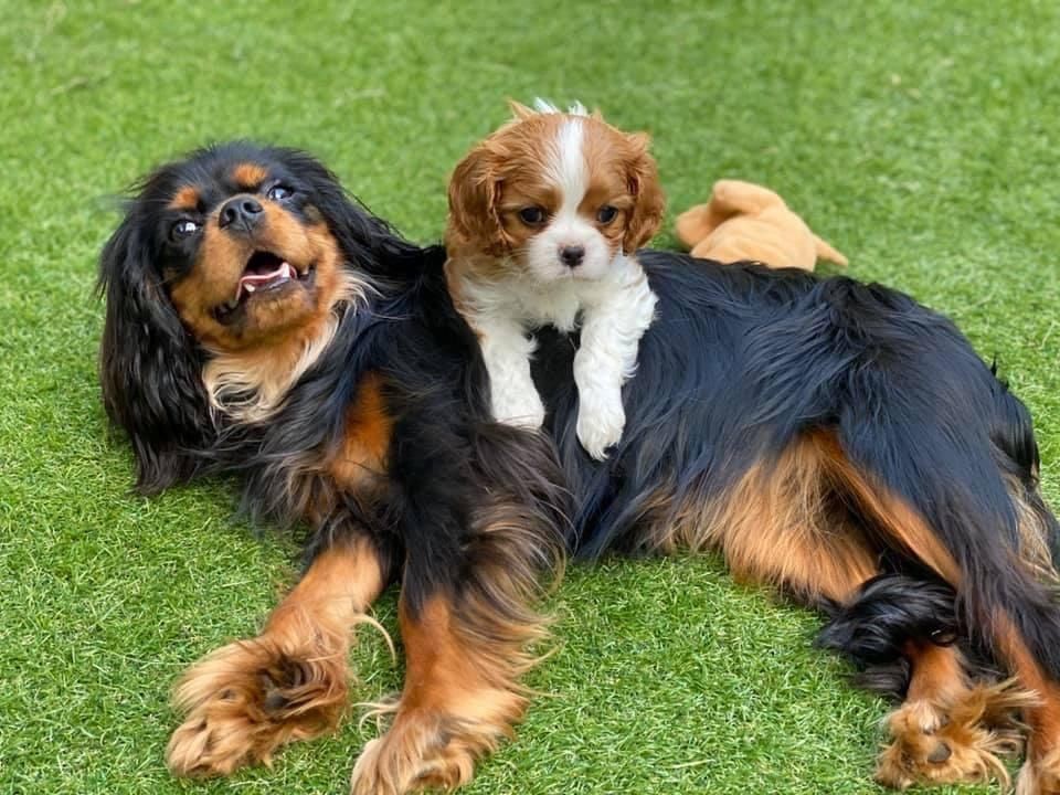 Kavalieriaus Karaliaus Karolio spanielis